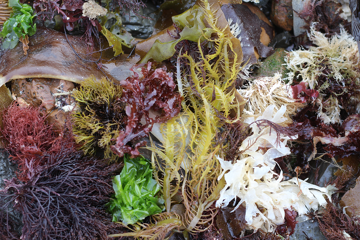 Cooperativa Las Treilas de Isla Mocha - Descubriendo el Poder de las ...